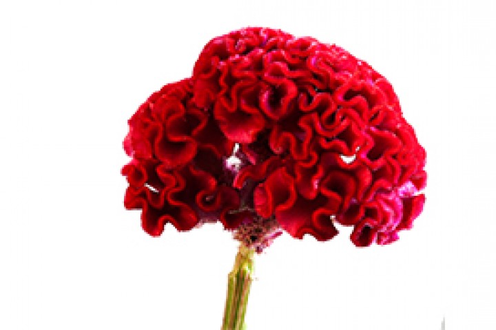 Galanda Flower In English | Best Flower Site