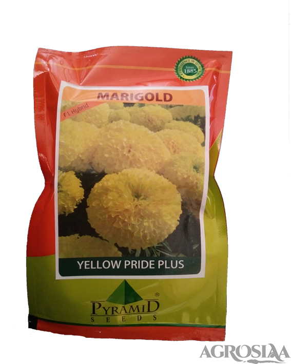 Pyramid Yellow Pride Plus F1 Hybrid Marigold Seed - 1000 Nos